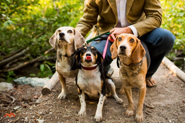 Tripawd Tuesday Celebrates King William the Beagle's Ampuversary