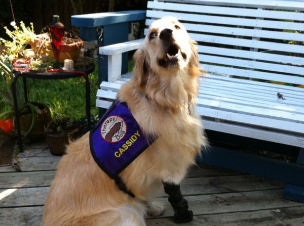How Prosthetics and Braces Help Three-Legged Tripawd Dogs, Cats, Animals