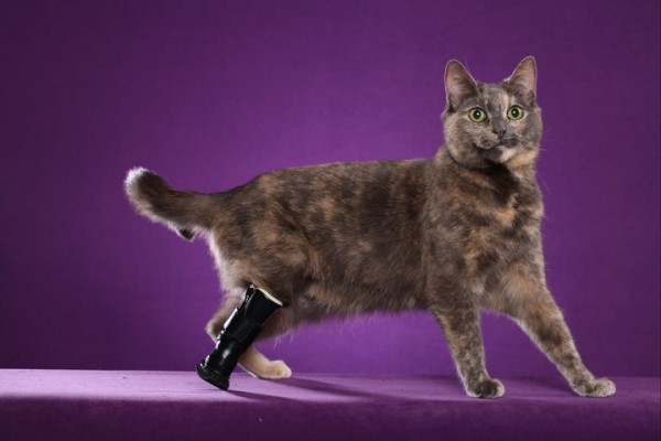 How Prosthetics and Braces Help Three-Legged Tripawd Dogs, Cats, Animals