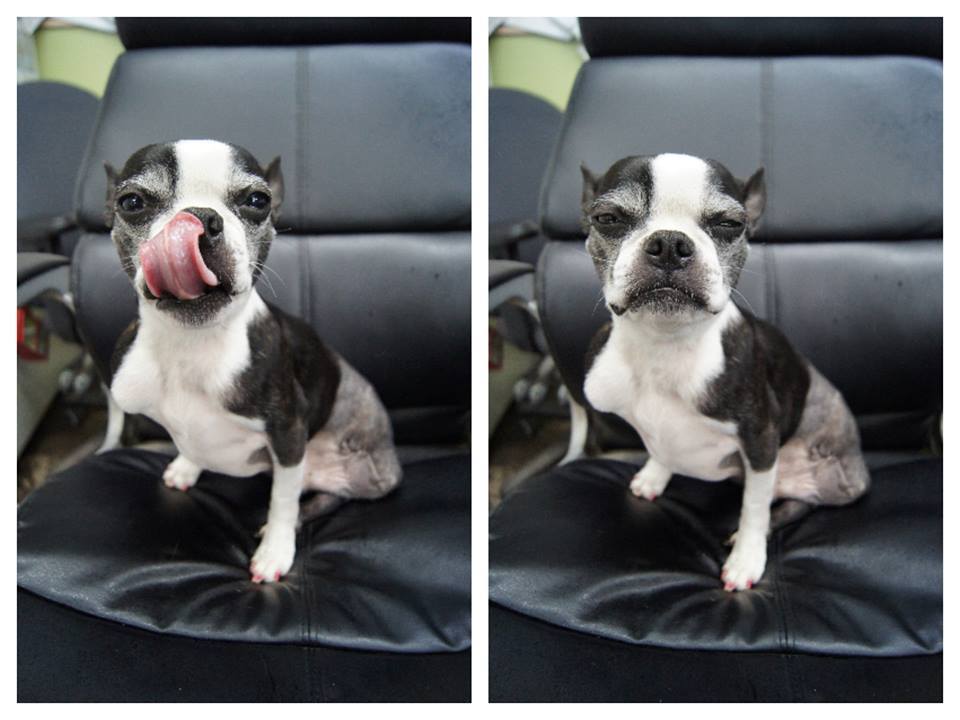 Tripawd Tuesday Introduces Rufus Stink Eye's Histiocytic Sarcoma Fight