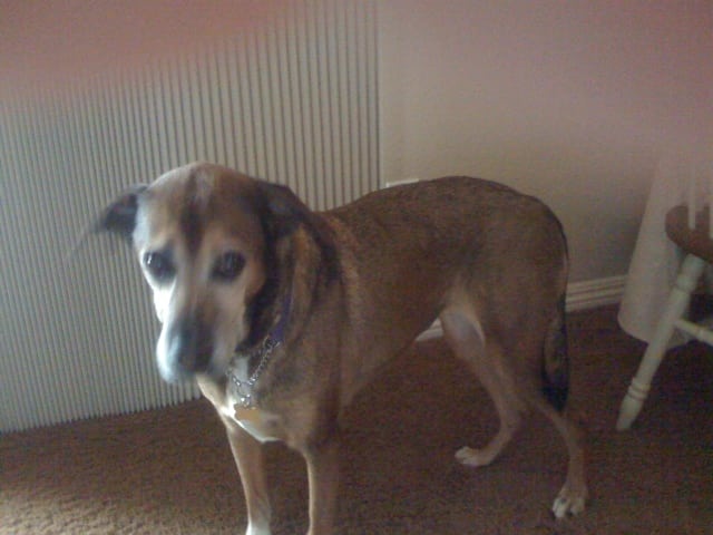 Lessons from a Paralyzed Dog Shares Tips, Support for Handicapped Pets