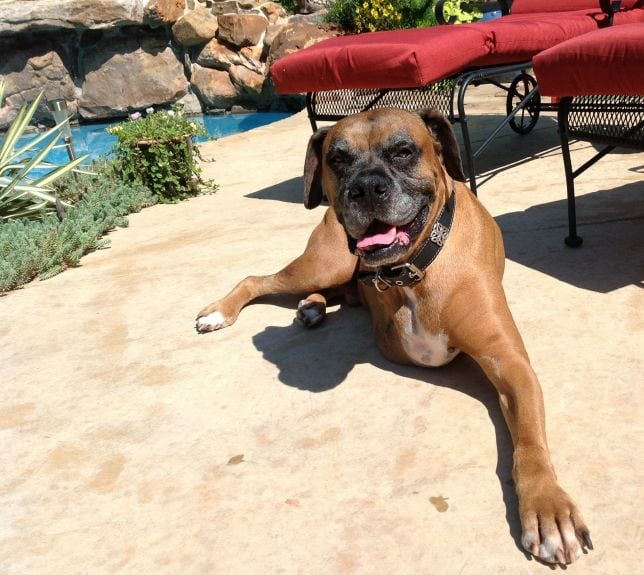 Tripawd Tuesday: Boxer Sarge Beats Osteosarcoma