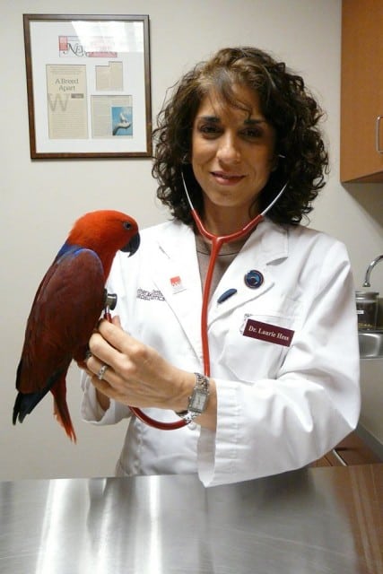 Tripawd Tuesday Celebrates Two Amputee Cockateil Birds