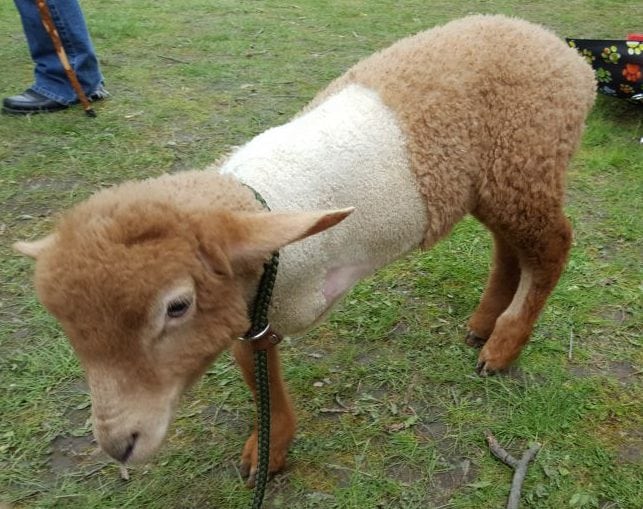 Tripawd Tuesday: Mason the Three-legged Lamb