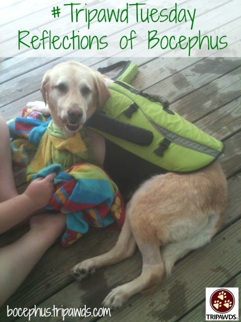 Tripawd Tuesday: Bocephus the Brave