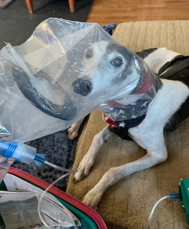 Three Tripawds' Inhalation Chemotherapy Treatment Stories (Updated 2023 ...