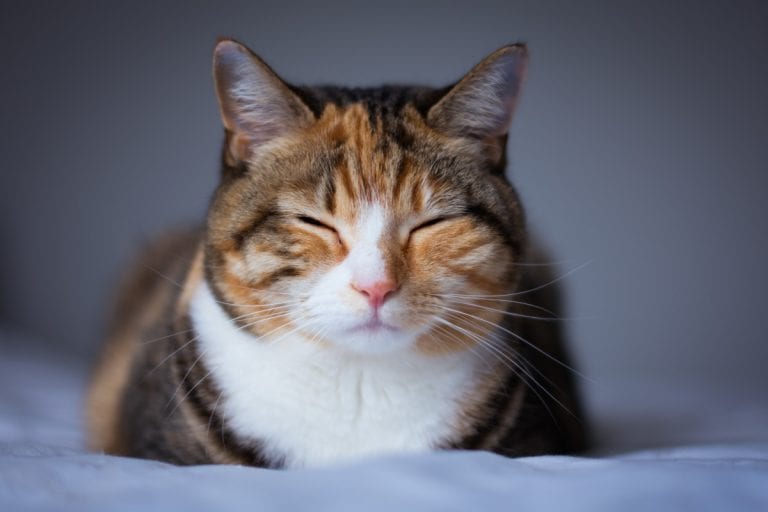 Is Your Amputee Cat in Pain? Here's How to Tell - Tripawds
