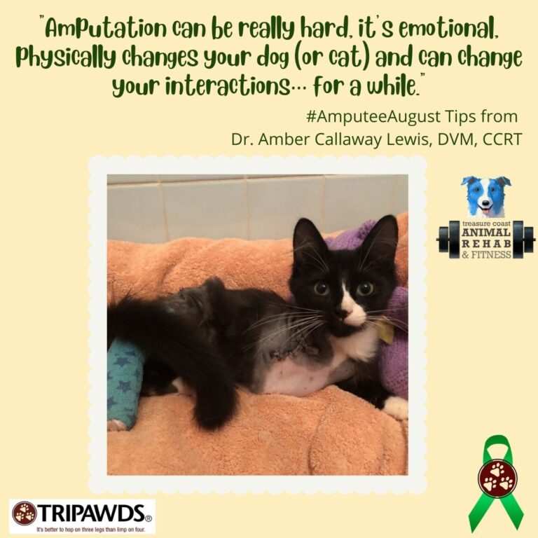 Amputee August Spotlights Cat and Dog Amputation Studies - Tripawds