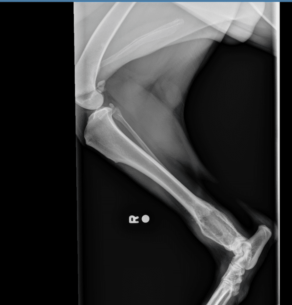 When Should Osteosarcoma Dogs Get Chemotherapy After Amputation? - Tripawds