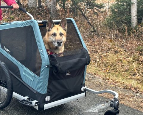 Burley Bark Ranger Dog Stroller is Tripawd Approved