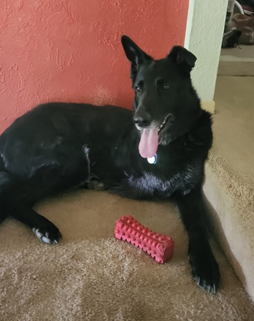Tripawd Hero Zeke the German Shepherd - Tripawds