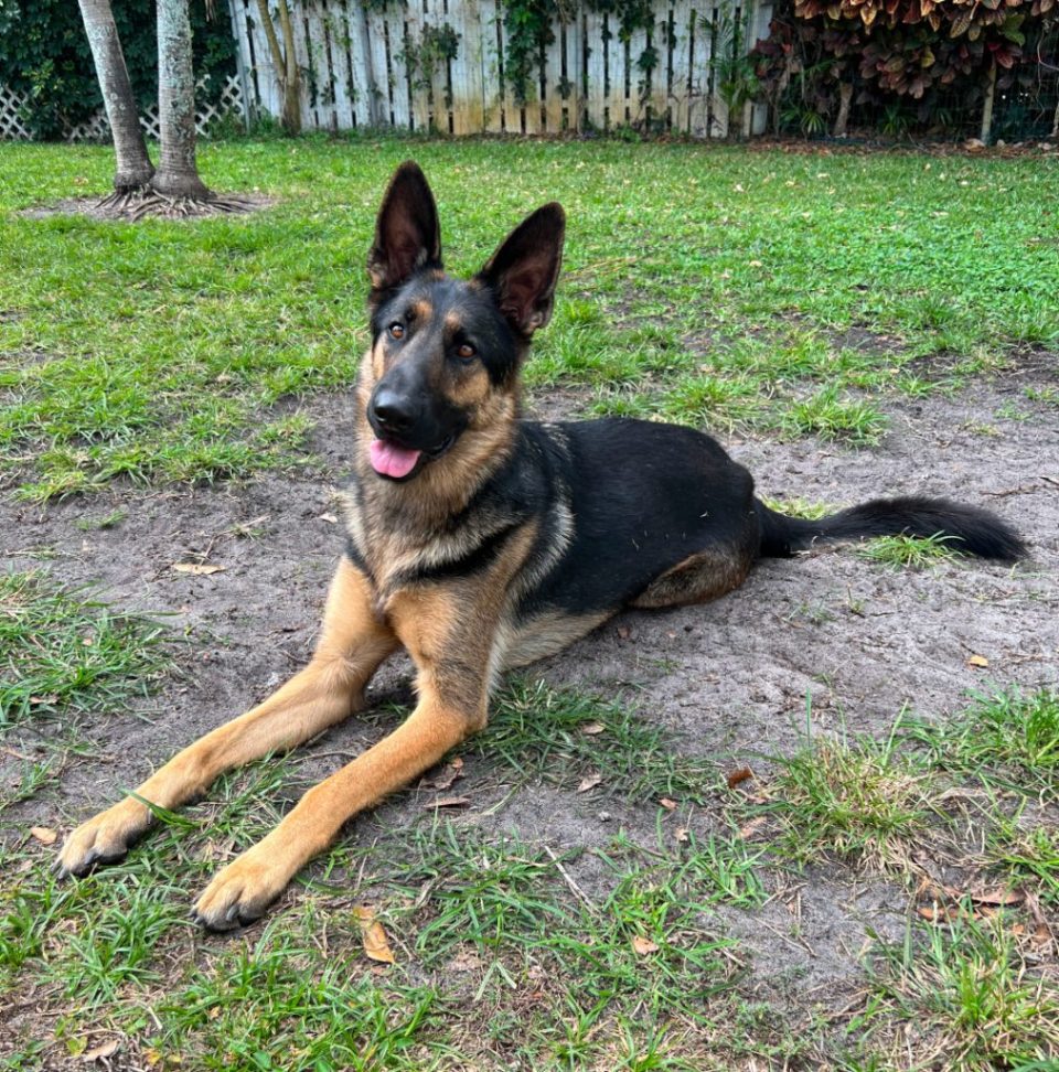 Super Shepherd Sagan Shows He's Just Like All The Others - Tripawds