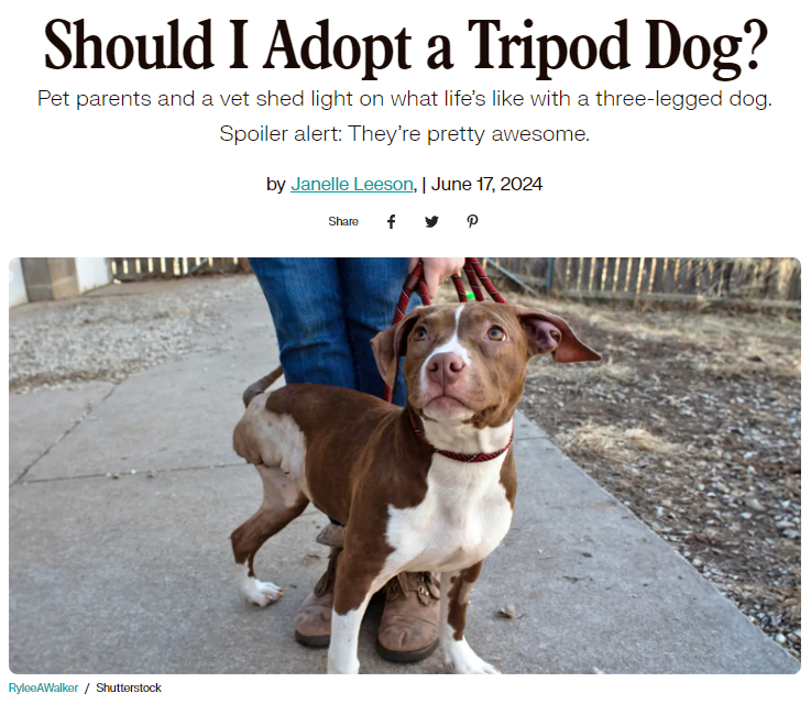 Should You Adopt a Three-Legged Dog? - Tripawds