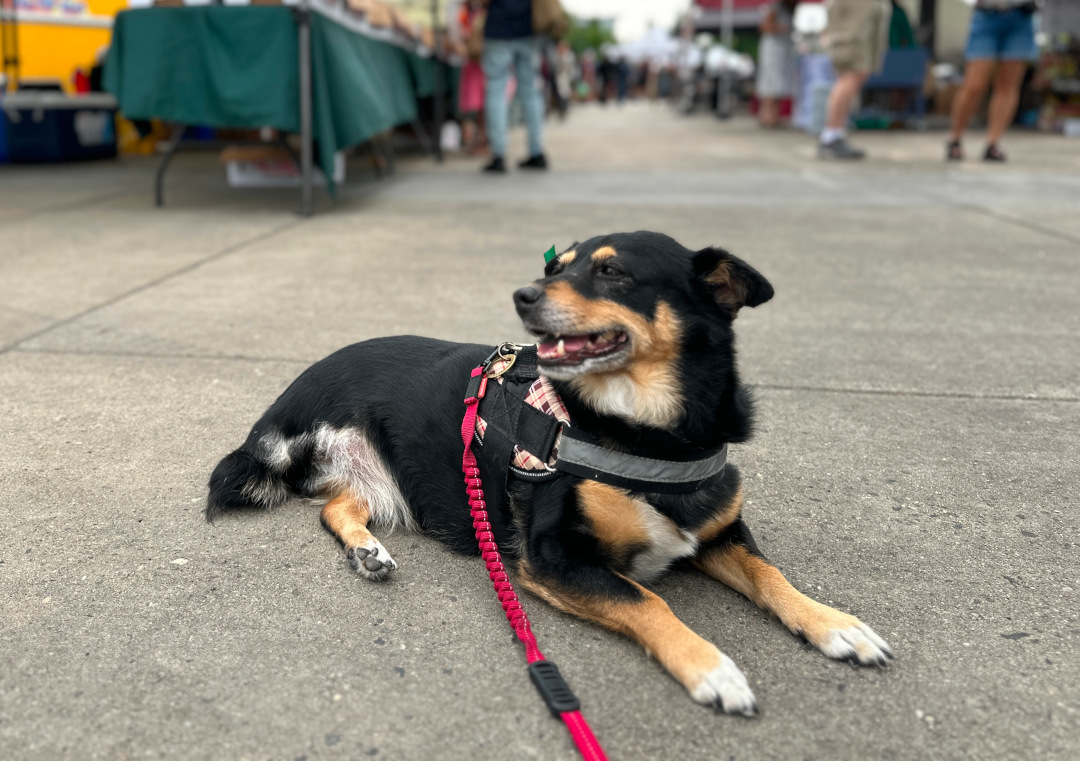 Tripawd Tuesday: Roxy Roo the Rock Star! - Tripawds