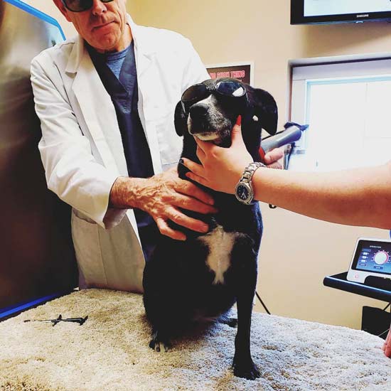 Learn About Ketamine for Chronic Pain in Dogs- Tripawds