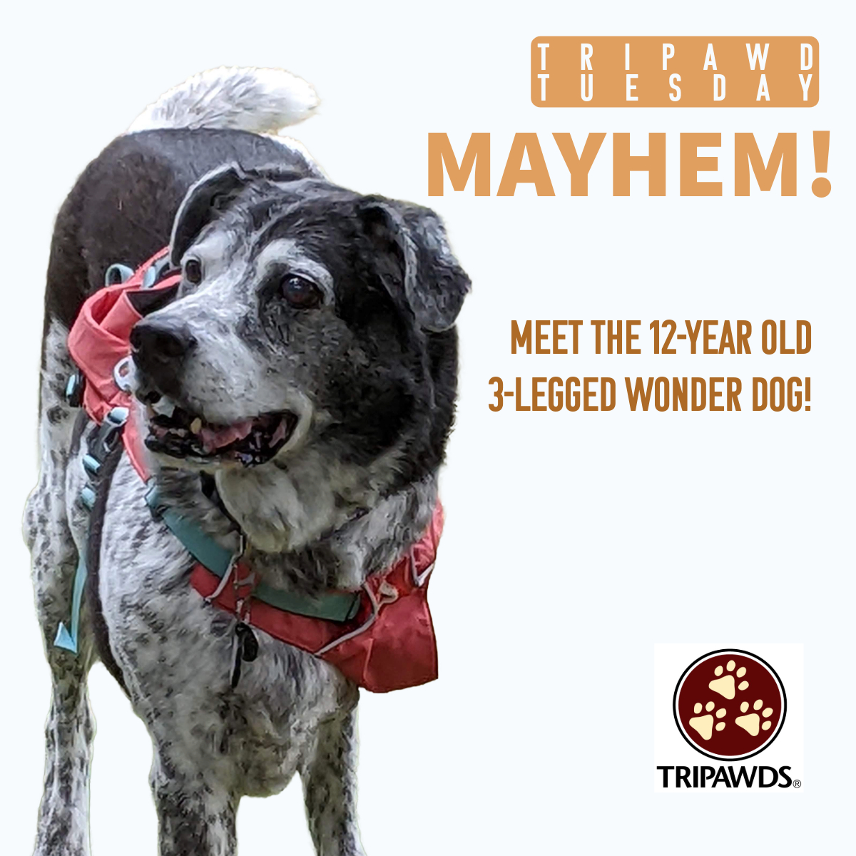 It's Time for Tripawd Tuesday Mayhem! - Tripawds