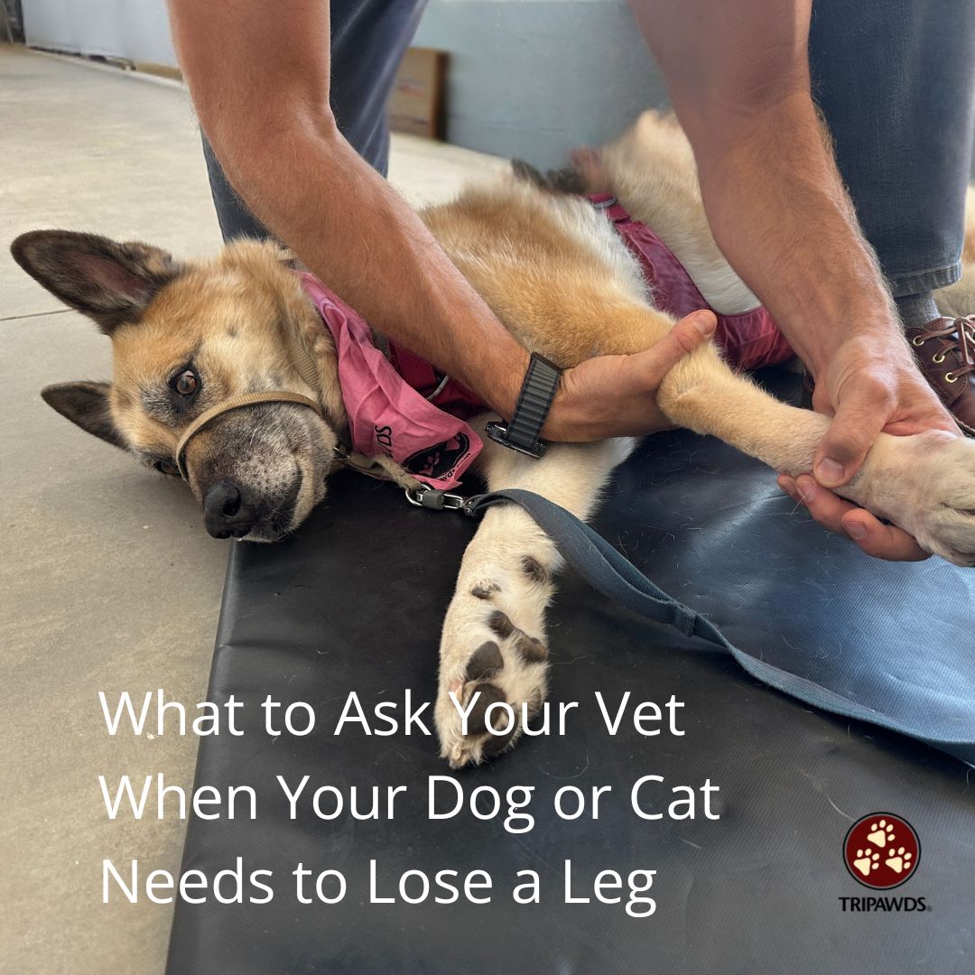 Amputation Surgery Checklist for Dogs and Cats
