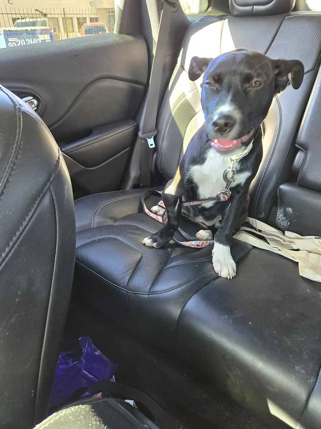 Tripawd Tuesday: Sookie’s Journey to Joy - Tripawds