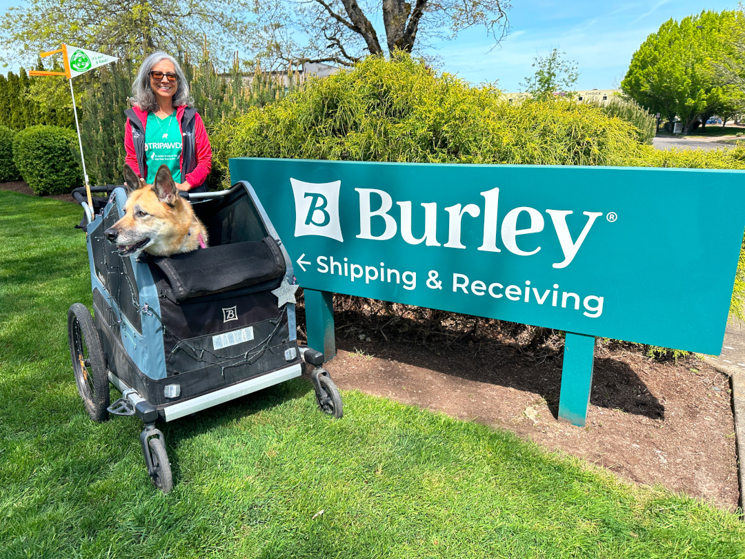 Why Tripawd Dog Strollers by Burley Get 3-Paws Up From Us - Tripawds
