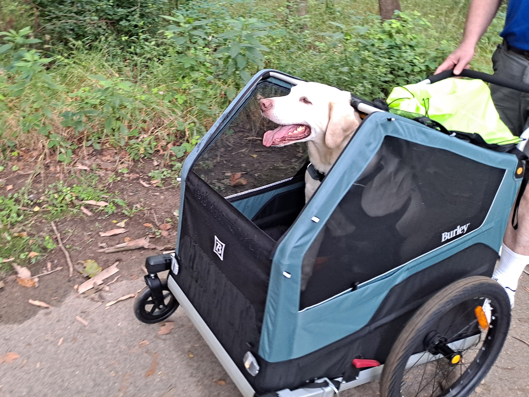 Tripawd Jack Loves His Burley Stroller Adventures - Tripawds
