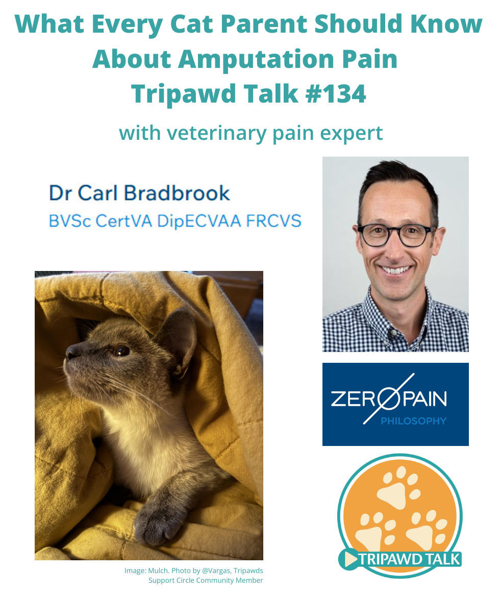 What Tripawd Cat Parents Need to Know About Amputation Pain