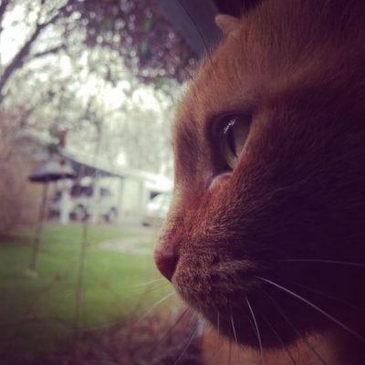 Best of Tripawds Tips for Three Legged Cats