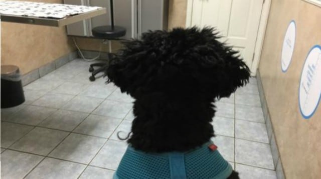 What to Expect on Amputation Surgery Day for Your Dog or Cat